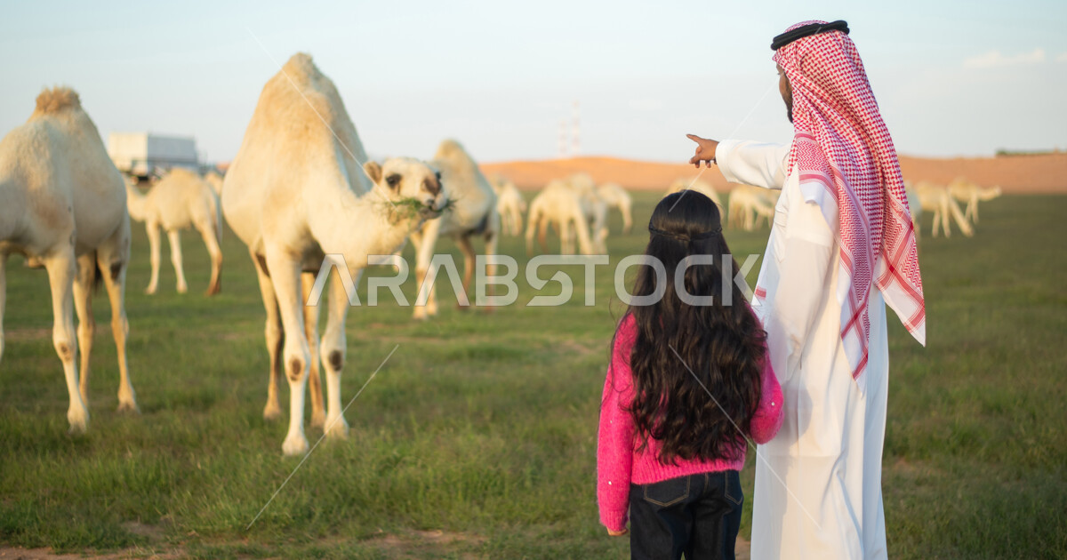 A Saudi Gulf Arab family spends fun times, a herd of camels and camels ...