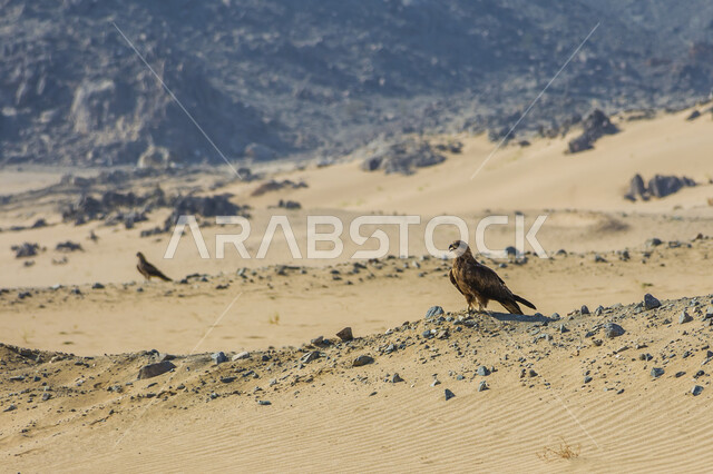 Eagle bird in desert areas, visual acuity, desert eagle, birds of prey ...