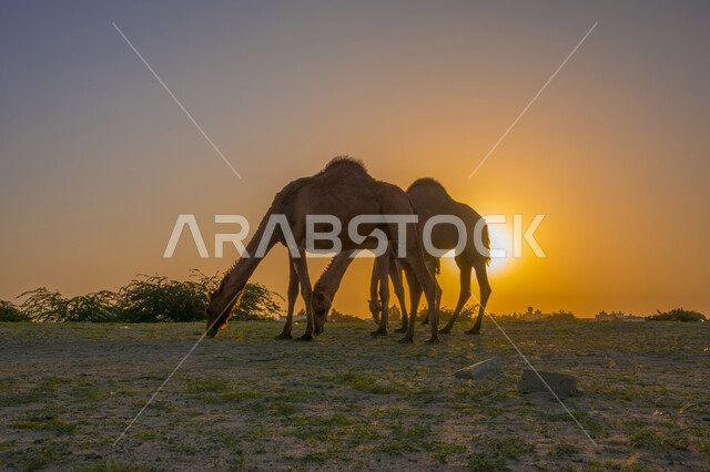 A herd of camels and camels in a nature reserve at sunset, breeding ...
