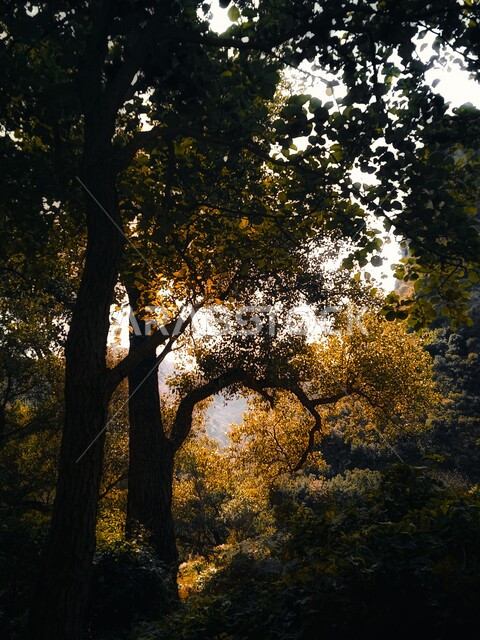 Close-up of trees in natural forests, green trees and plants, tree ...