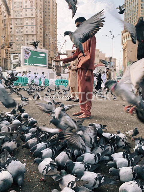 A close-up of the carrier pigeon in front of the Holy Mosque in Makkah ...