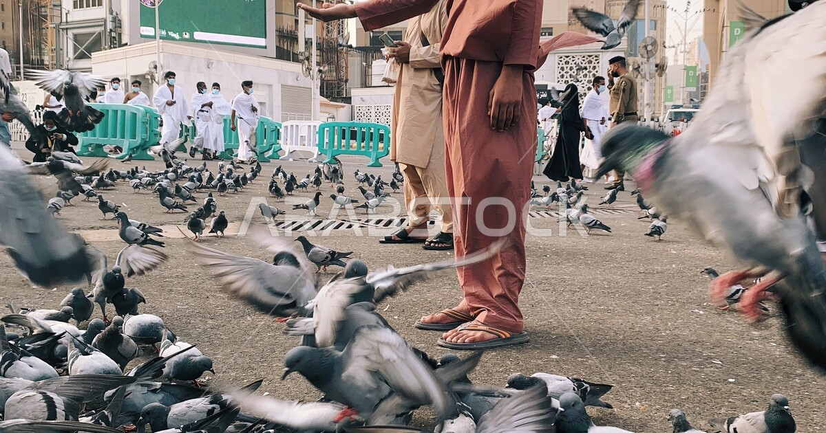 A close-up of the carrier pigeon in front of the Holy Mosque in Makkah ...