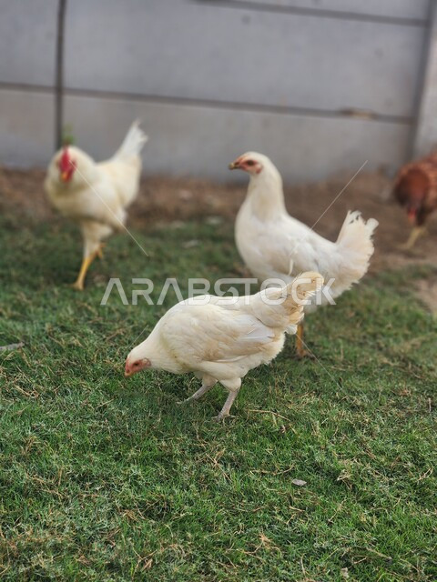 Bird and poultry farms in the Kingdom of Saudi Arabia, white poultry ...