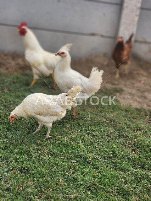 A group of white poultry in a chicken farm in the Kingdom of Saudi ...