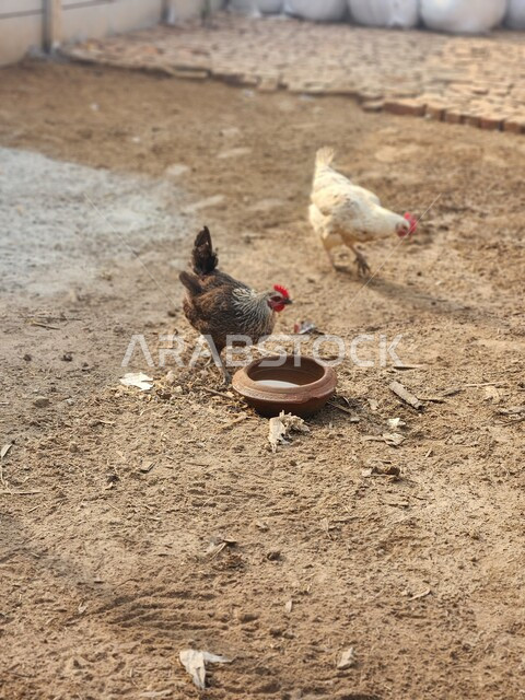 A group of white poultry in a chicken farm in the Kingdom of Saudi ...