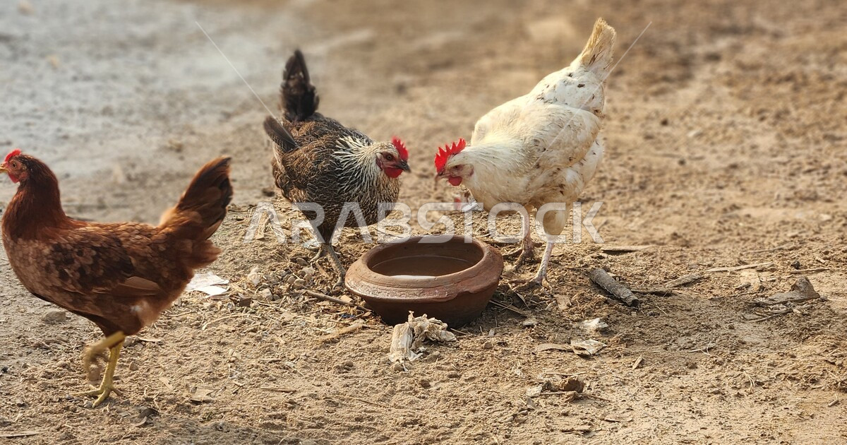 A group of white poultry in a chicken farm in the Kingdom of Saudi ...