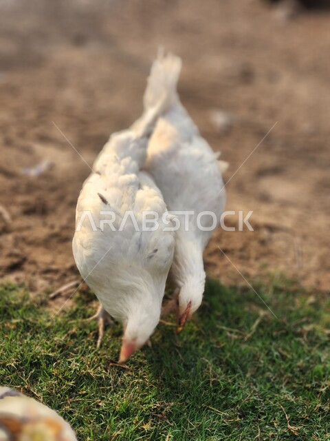A close-up of a white chicken in a chicken farm in Saudi Arabia, white ...