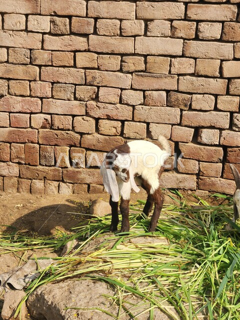 Livestock farms, a goat feeding on plants in a farm in the Kingdom of ...