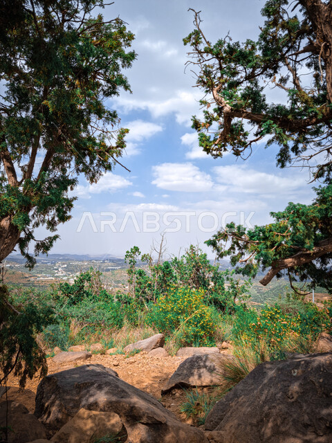Green trees and plants, mountain peaks and heights in Abha in Asir ...