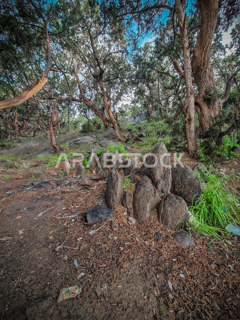 Green trees and plants in Abha in the Asir region in the Kingdom of ...