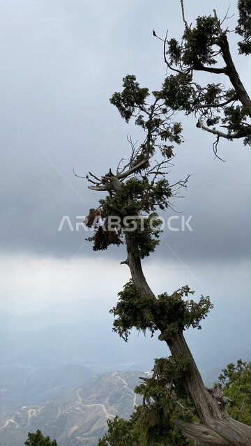 Close-up of a tree on top of a mountain in the city of Abha in Asir ...