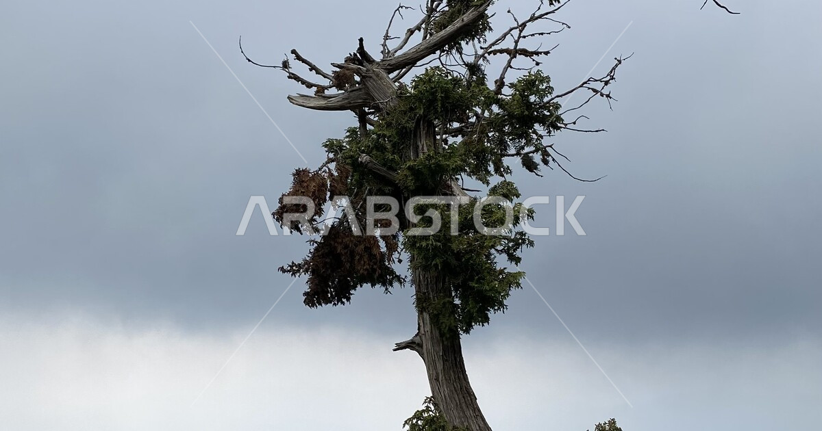 Close-up of a tree on top of a mountain in the city of Abha in Asir ...