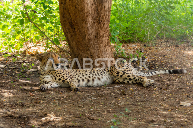 Wild predators in the nature reserve, cheetah animal in a forest, trees ...