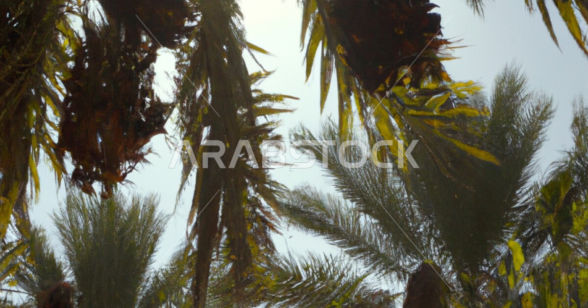 Dates production farms in the Kingdom of Saudi Arabia, green palm trees ...