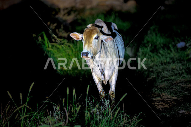 A cow among the green grassy plants in a reserve for breeding animals ...