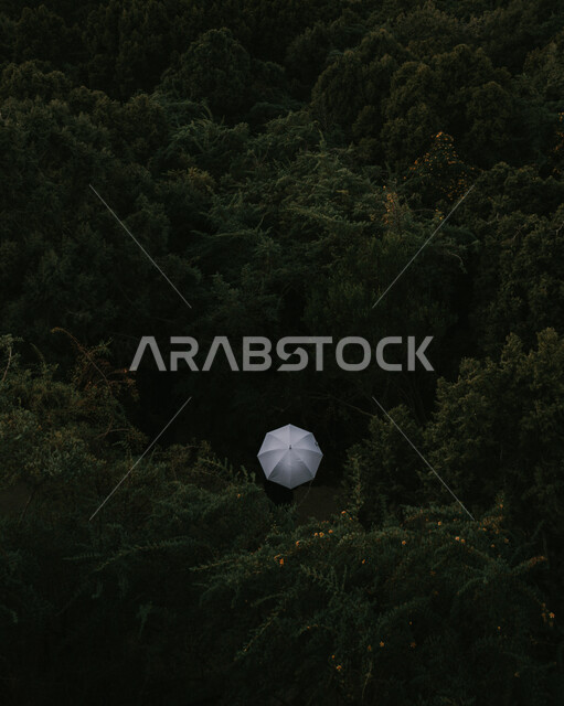 Trees and green plants, in the Al-Souda forests in Asir, Saudi Arabia ...