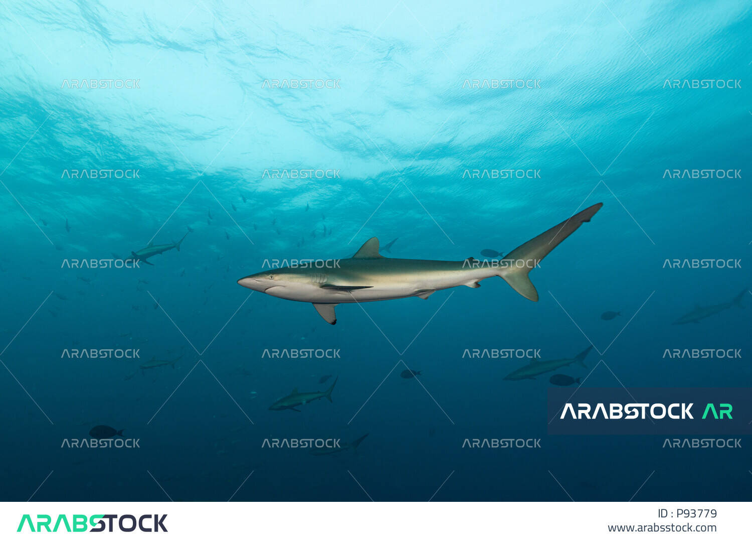 Shark in the depths of the sea in the marine reserve, aquarium, marine ...