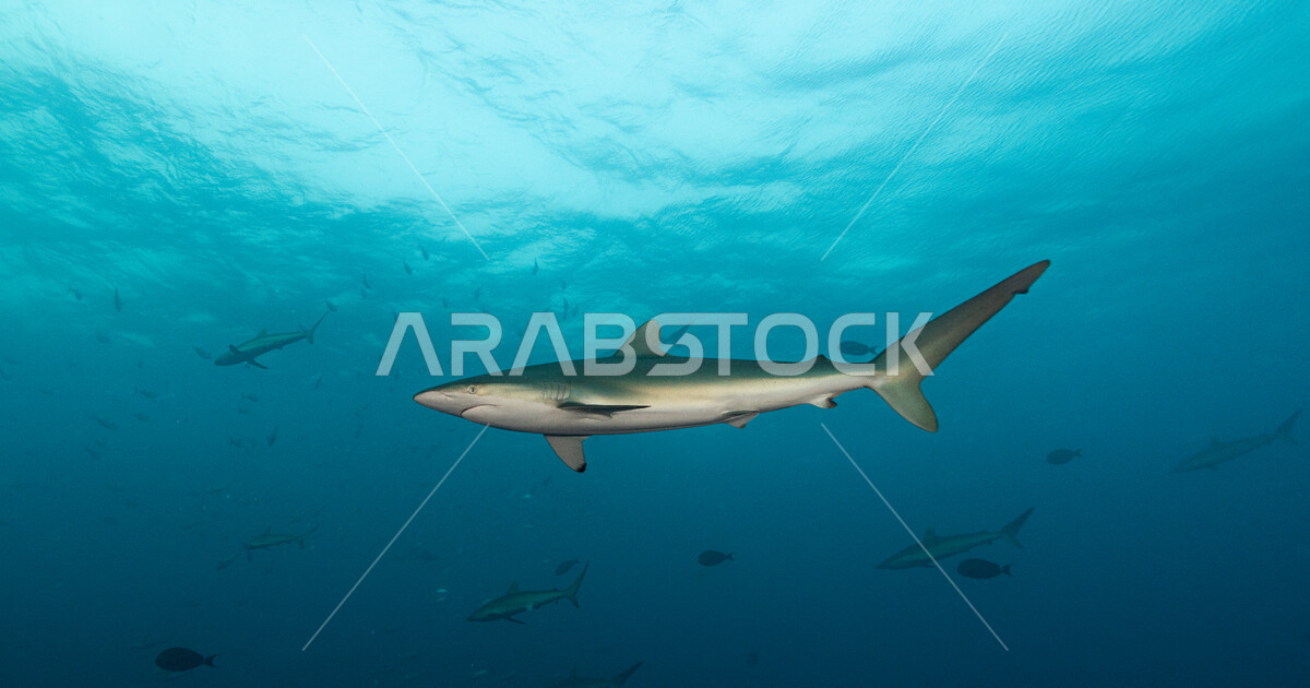 Shark in the depths of the sea in the marine reserve, aquarium, marine ...
