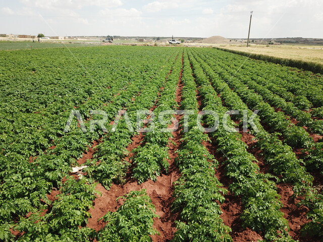 Green trees and plants, an agricultural field in the Kingdom of Saudi ...