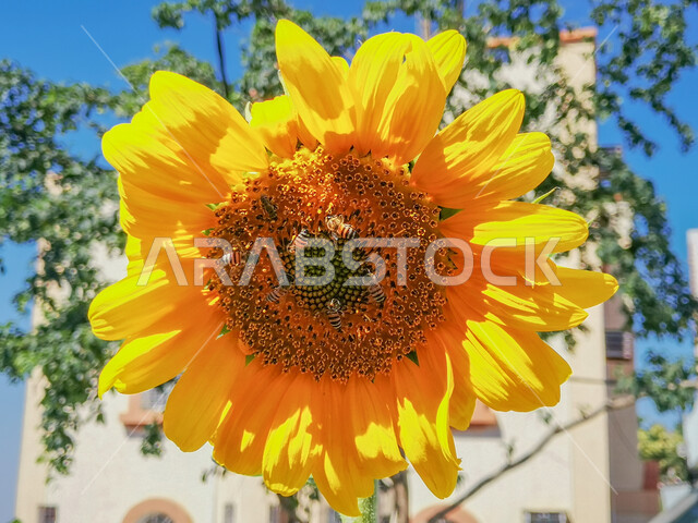 Yellow sunflower farms in the city of Jazan, open roses, planting ...