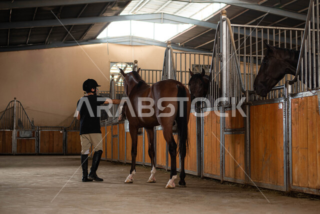 A picture from the back of a purebred Arabian horse with his rider in ...