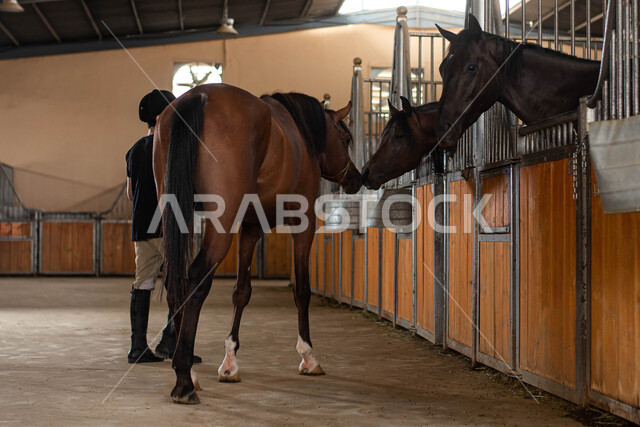 Horse breeding and training farm in the Kingdom of Saudi Arabia ...