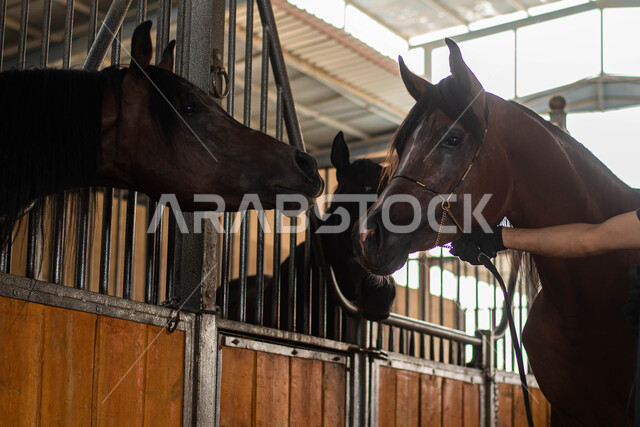 Recreational skills and activities in the Equestrian Club, purebred ...