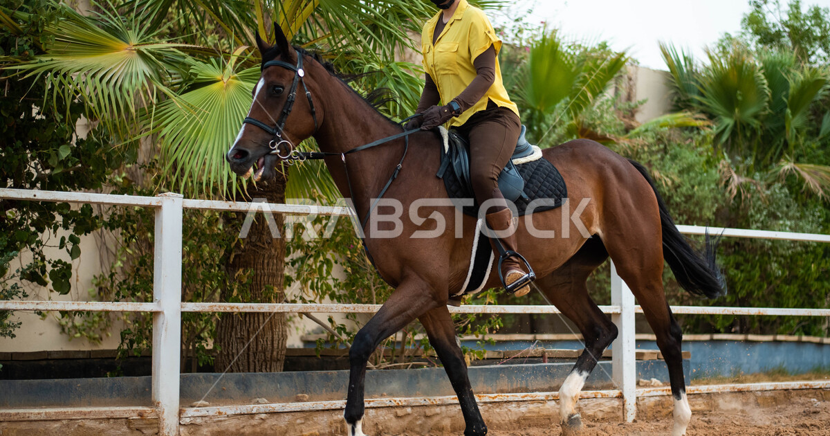 Horse training and taming farm in the Equestrian Club, horse stables in ...