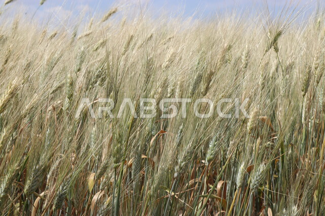 Agricultural wheat crop, close-up of green wheat spikes, agricultural ...