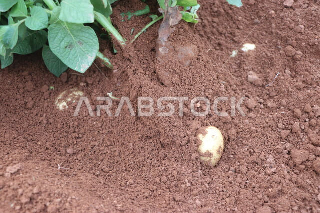 Close-up of potato grains in agricultural soil, agricultural potato ...