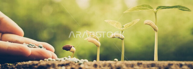 Close-up of a hand planting grain, growing farming concept, growing ...