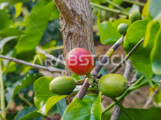 Close-up of Saudi coffee tree kernels in the Kingdom of Saudi Arabia ...