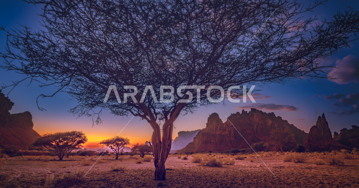 Desert trees and plants, desert nature in Tabuk in the Kingdom of Saudi ...