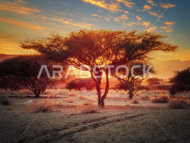 Trees and green plants in Wadi Disa in Tabuk, Saudi Arabia, desert ...