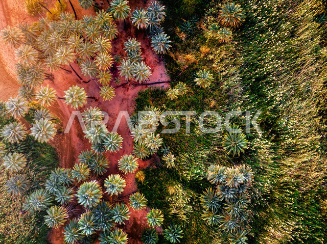 An overhead vertical picture of the palm oases in Wadi Disa in the city ...