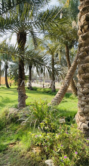 Qassim landmarks, close-up of green palm trees in Qassim farms in Saudi ...