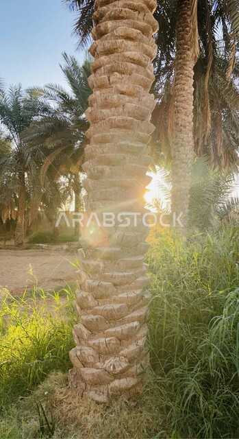 Al-Sabbakh farms and palm trees, a close-up of the trunk of a green ...