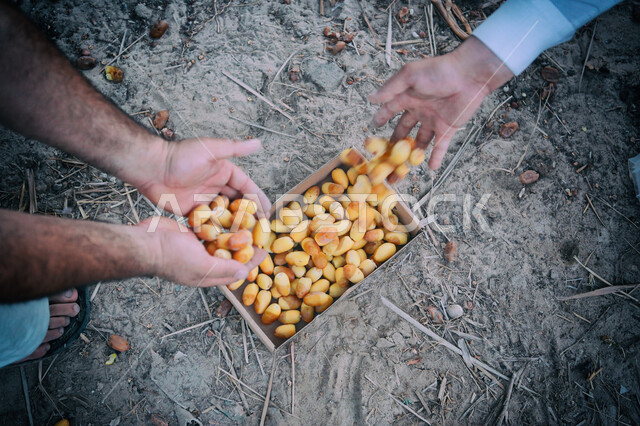 Fruitful date palm farms in Al-Ahsa in the Kingdom of Saudi Arabia ...
