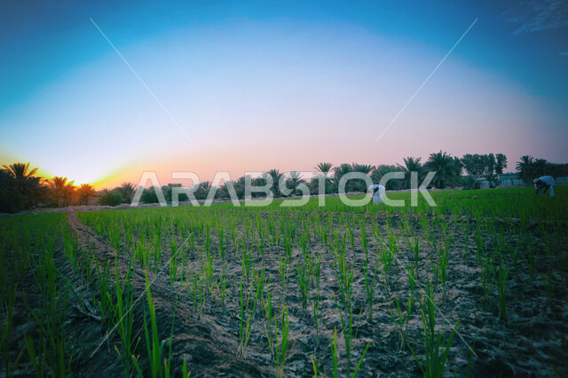 Al-Ahsa farms in the Kingdom of Saudi Arabia, local agricultural crops ...