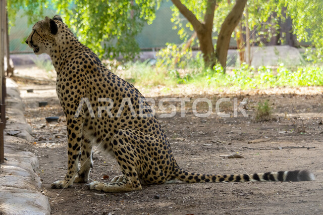 Leopard predator in nature, zoo in the Kingdom of Saudi Arabia ...