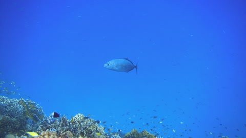 سمكة التريفالي ذات البقع البرتقالية (Carangoides bajad) تسبح في البحر ...