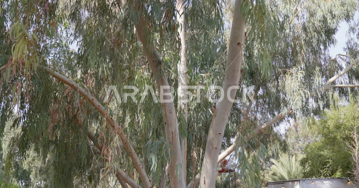 Green natural trees in the Kingdom of Saudi Arabia, gardens and ...