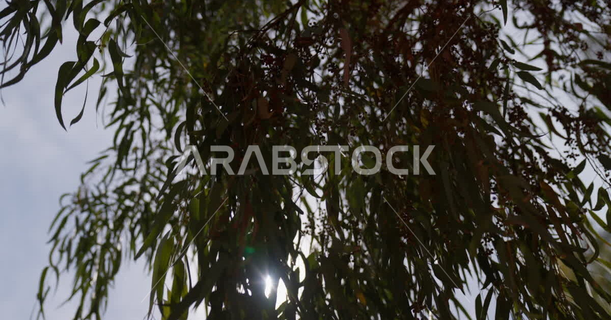 A natural reserve for growing trees, gardens and plantations of trees ...