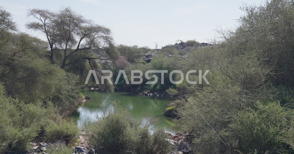 Green nature in Medina, a water lake in the Kingdom of Saudi Arabia ...