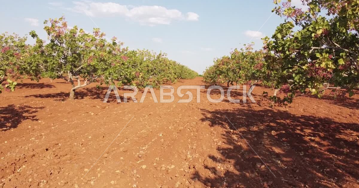 Green fields and farms in the Kingdom of Saudi Arabia, agricultural ...