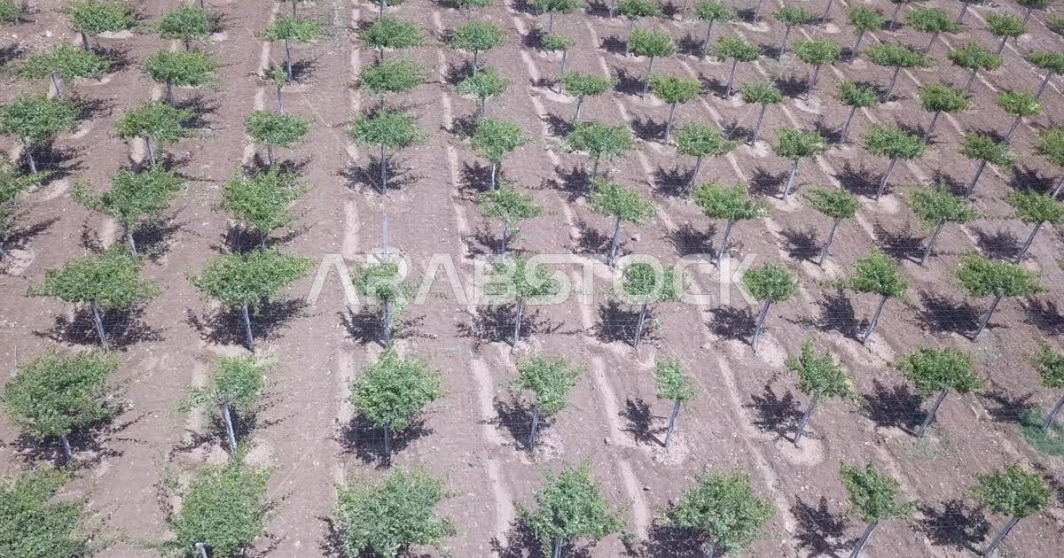 Aerial photography of trees in green fields and farms in the Kingdom of ...