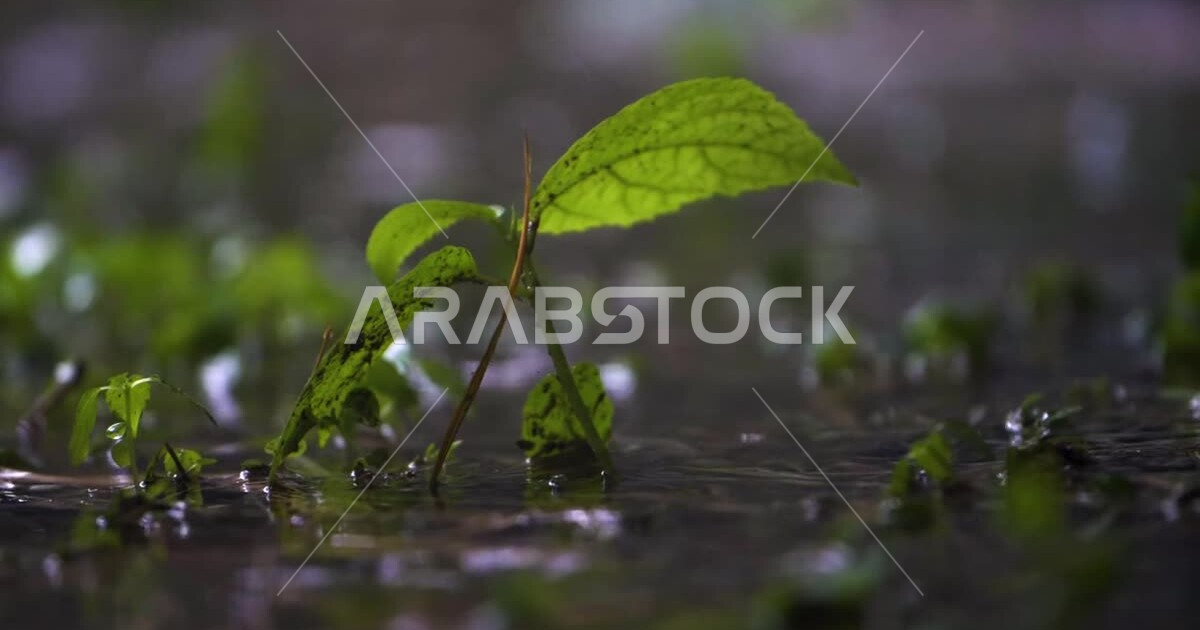 Close-up of green tree leaves, rain water falling on tree leaves, green ...