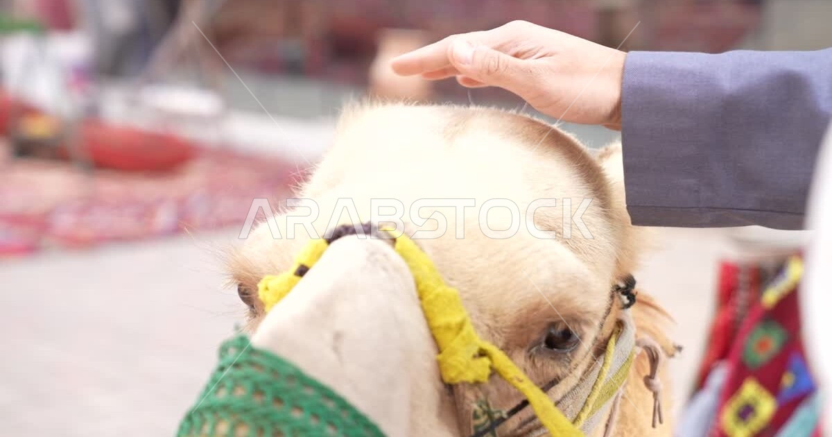 Close-up of a camel wearing a camel, beauty tools and supplies, a bite ...