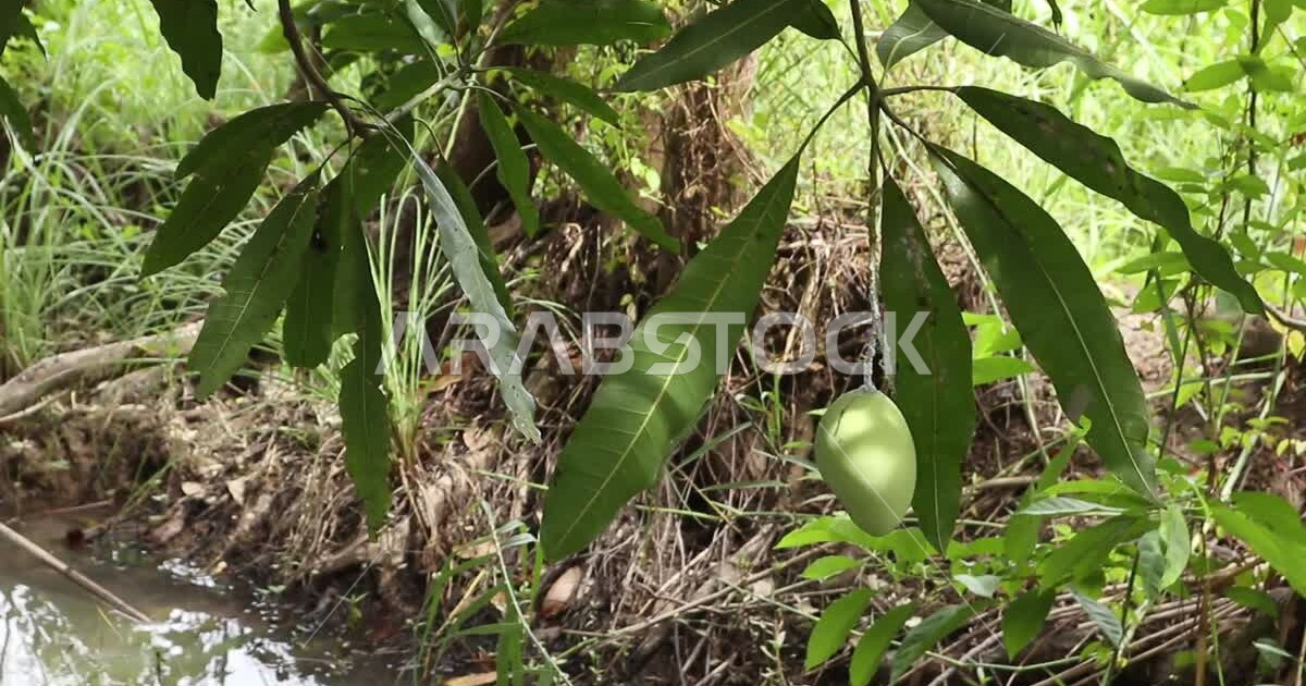 Green trees and plants, mango fruits hanging on the tree, mango fruit ...