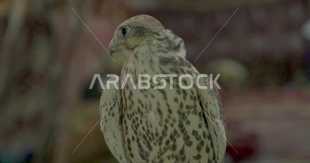 Breeding birds of prey, close-up of a falcon of prey, sharp and curved ...